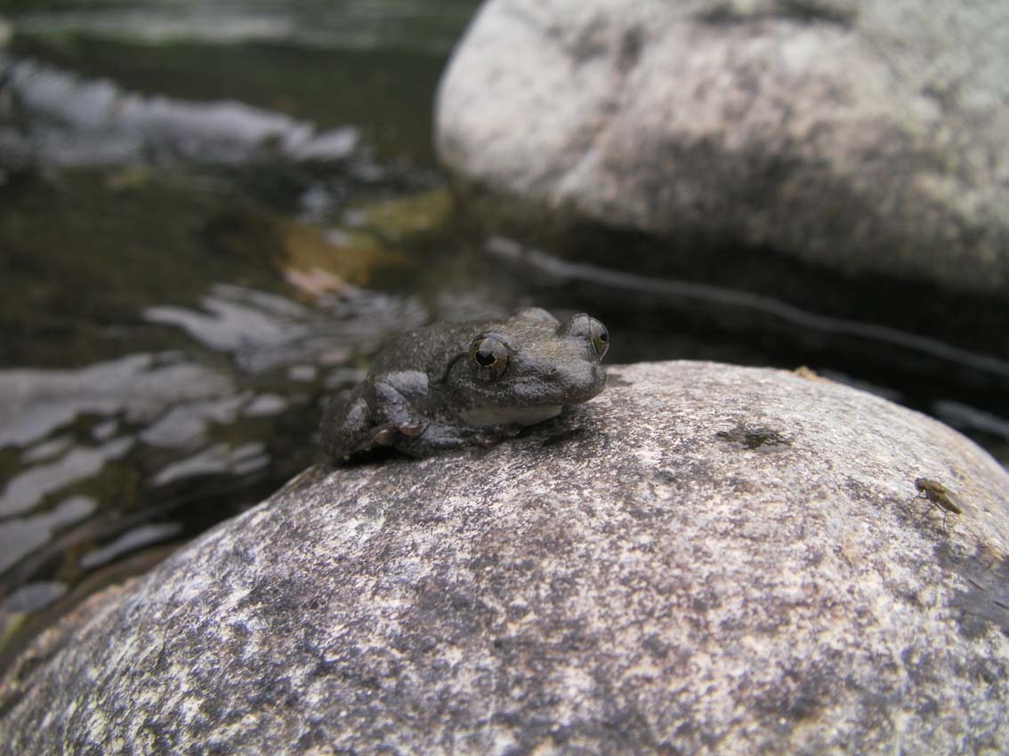 カジカガエル（Kajika frog,Buergeria buergeri） : なおとくんの自由研究 -Naoto labo-