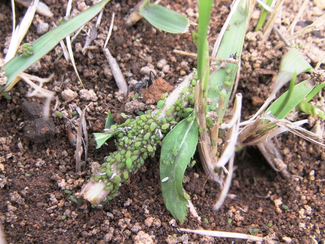 クロヤマアリとアブラムシ（Kuro-yamaari ant and antcow） : なおとくんの自由研究 -Naoto labo-