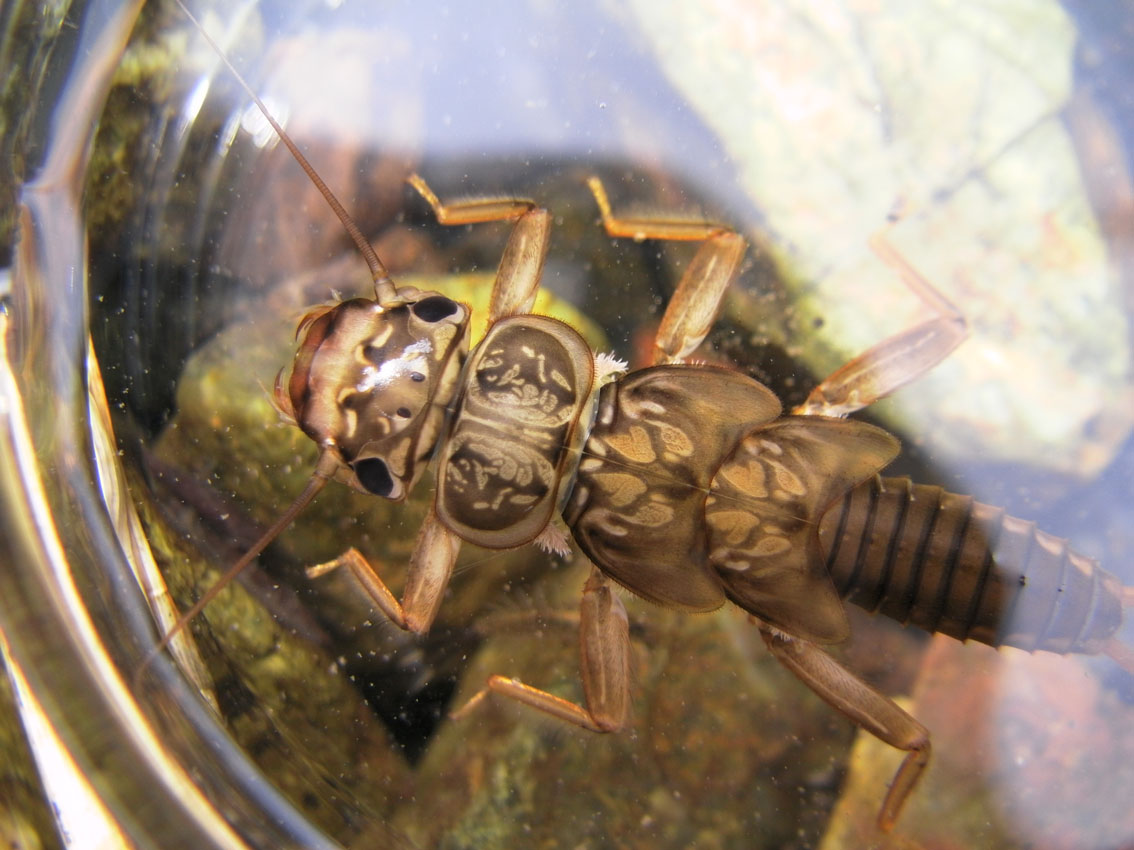キベリトウゴウカワゲラ？ Togoperla limbata? : なおとくんの自由研究 -Naoto labo-