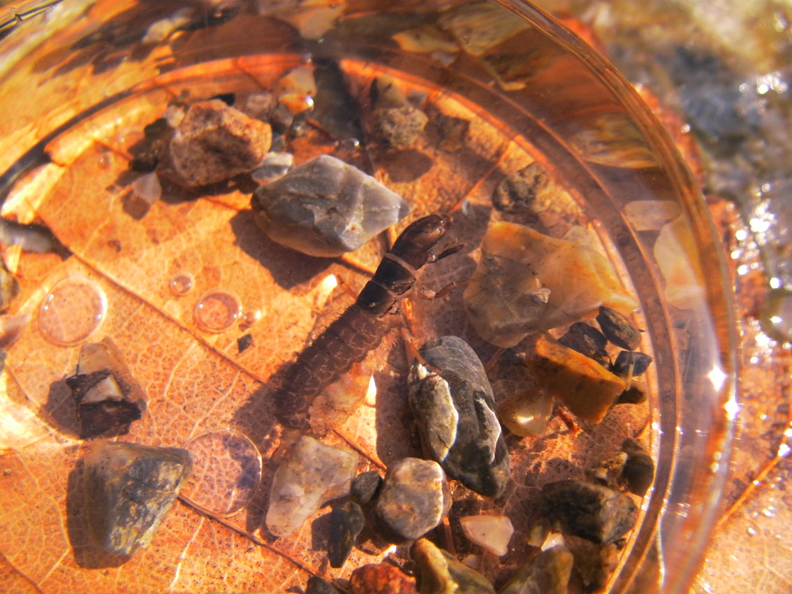 シロフツヤトビケラ Parapsyche maculata : なおとくんの自由研究 -Naoto labo-