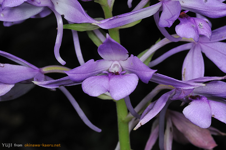 オナガエビネ Calanthe masuca : YUJI from okinawa-kaeru.net