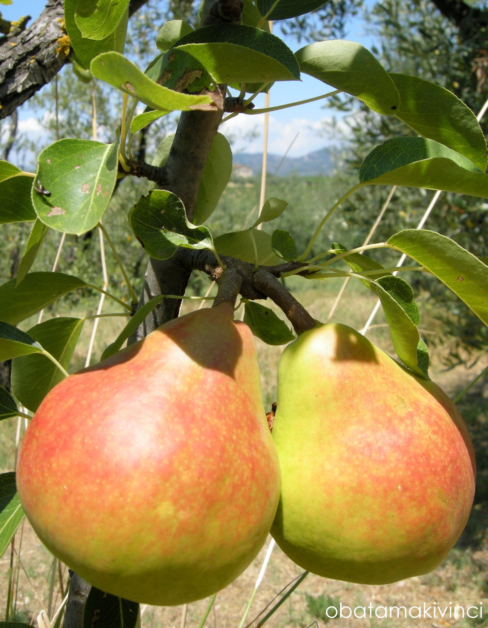 July 16, 2018 : 大地の住人 ヴィンチの丘で