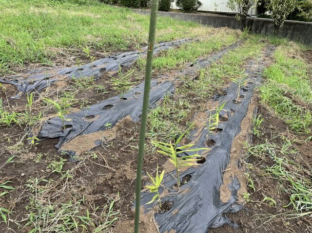 Waseda Maroon Farm by TAO Tokorozawa Project Vol.483： : 早稲田大学社会医学研究室