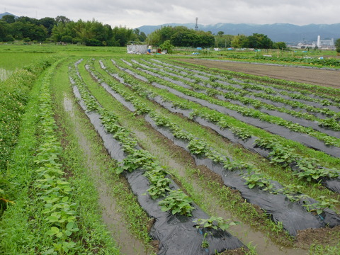 大井小PTAの部屋 : 廃品回収ありがとうございました・芋と豆も元気です