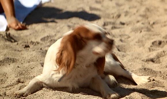 『ペット』公開記念で007シリーズに登場したワンちゃんたちをまとめてみた : For James Bond 007 Lovers Only