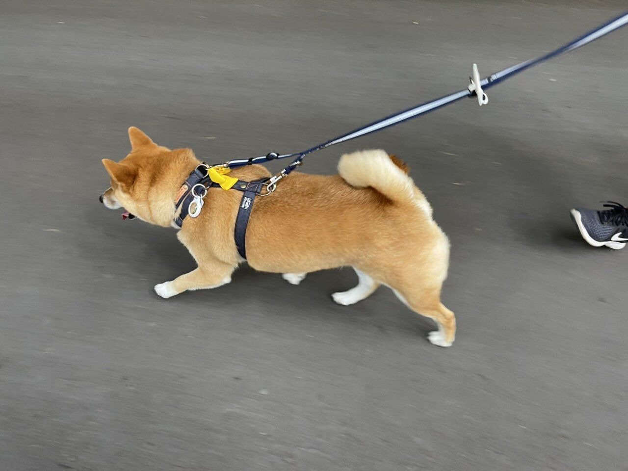 四代目のつぶやき : 2022年05月