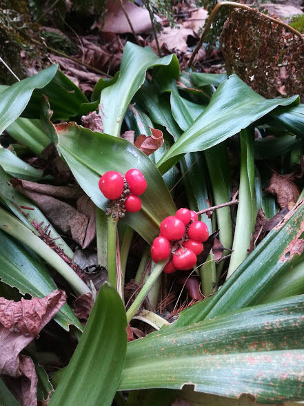 おもと Nippon Lily Rohdea japonica ロングウッドガーデンのおもと : 万年青の豊明園のblog