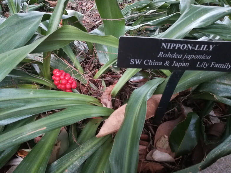 おもと Nippon Lily Rohdea japonica ロングウッドガーデンのおもと : 万年青の豊明園のblog
