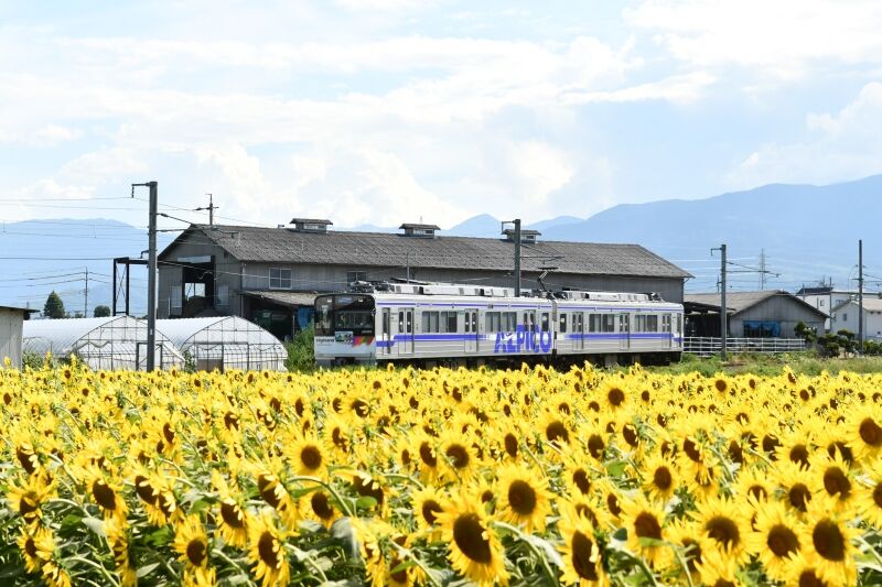 ona3のきままに撮り鉄 : 8月2日撮影 アルピコ交通にてヒマワリ畑と「松本ぼんぼん」HMを撮影