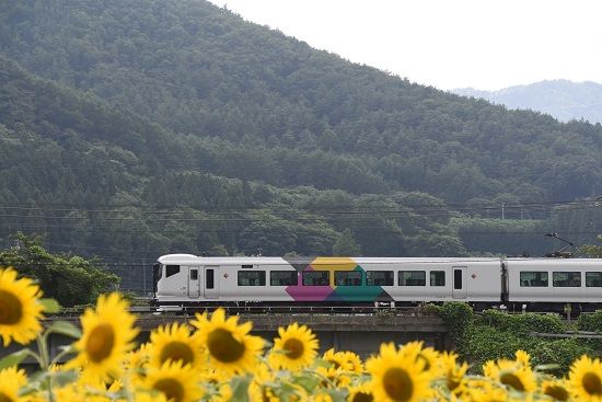 ona3のきままに撮り鉄 : 本日の撮影 みどり湖のヒマワリ畑にて諏訪湖花火臨 E233系と・・