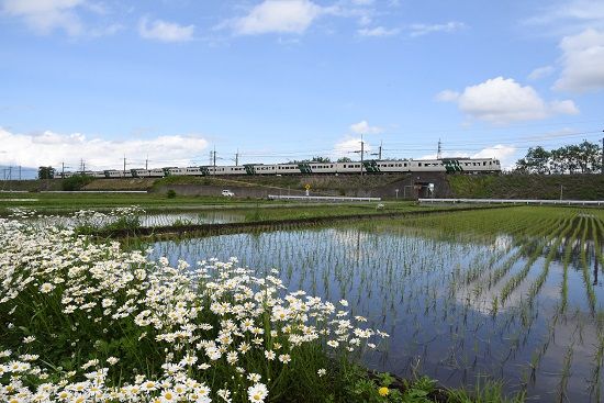 ona3のきままに撮り鉄 : 本日の撮影 185系修学旅行 団臨より