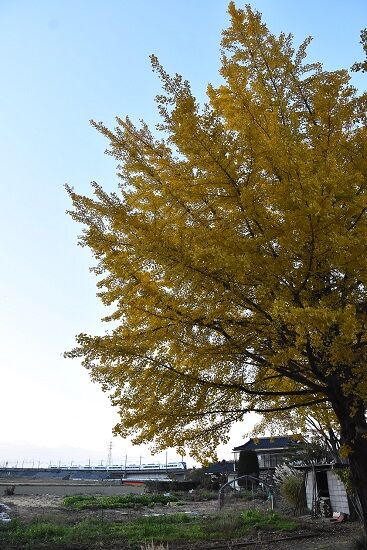 ona3のきままに撮り鉄 : 11月7日撮影 中央東線は黄色く色づいた銀杏とE353系あずさ