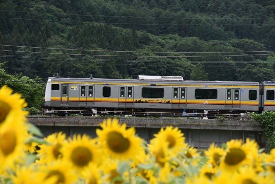 ona3のきままに撮り鉄 : 本日の撮影 みどり湖のヒマワリ畑にて諏訪湖花火臨 E233系と・・