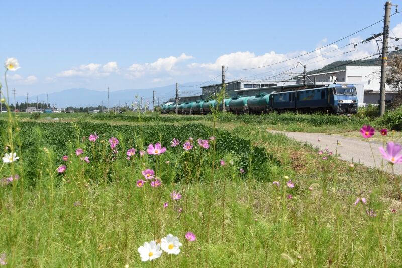 ona3のきままに撮り鉄 : 8月30日撮影 西線貨物8084ﾚより