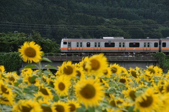 ona3のきままに撮り鉄 : 本日の撮影 みどり湖のヒマワリ畑にて諏訪湖花火臨 E233系と・・