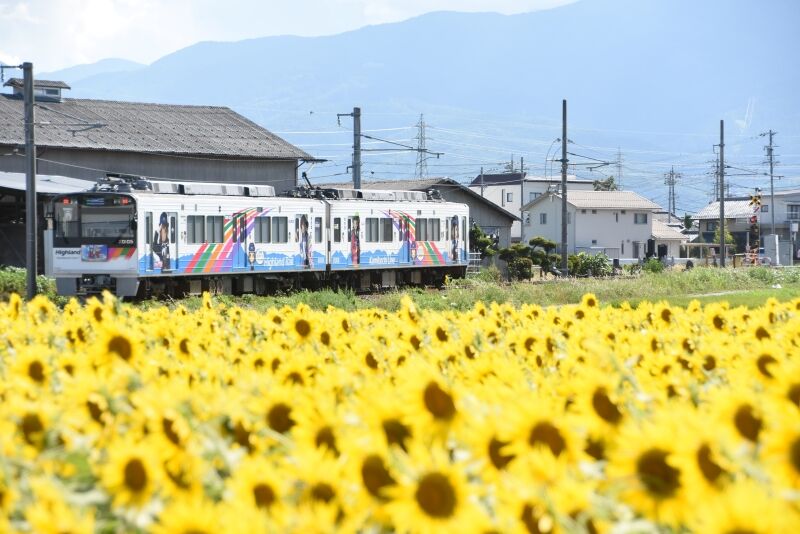 ona3のきままに撮り鉄 : 8月2日撮影 アルピコ交通にてヒマワリ畑と「松本ぼんぼん」HMを撮影