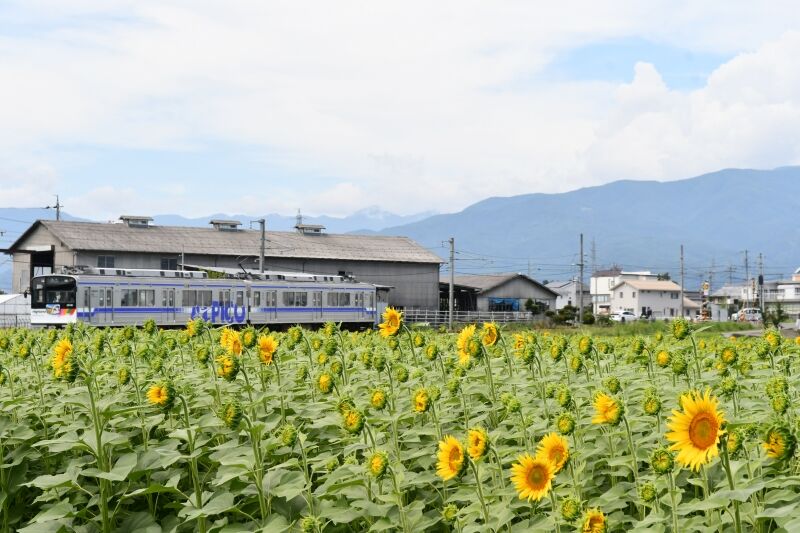 ona3のきままに撮り鉄 : 7月27日撮影 アルピコ交通 新村のヒマワリ畑は早かった！ その2