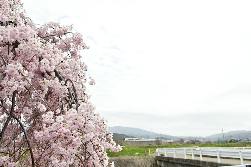 ona3のきままに撮り鉄 : 4月20日、21日撮影 みどり湖の枝垂れ桜とE353系「あずさ」より