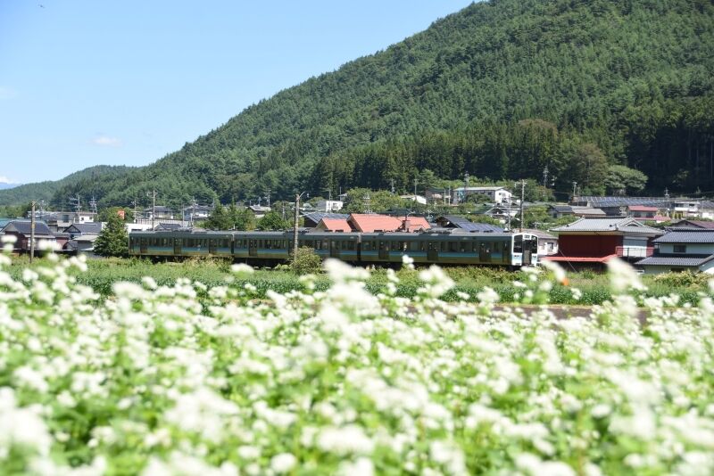 ona3のきままに撮り鉄 : 9月6日撮影 西線貨物8084ﾚは本山の蕎麦の花と