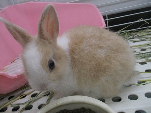うさぎさん(*'ω'*) : 小動物専門店NATURE'S うさぎさん(*'ω'*) : 小動物専門店NATURE'S