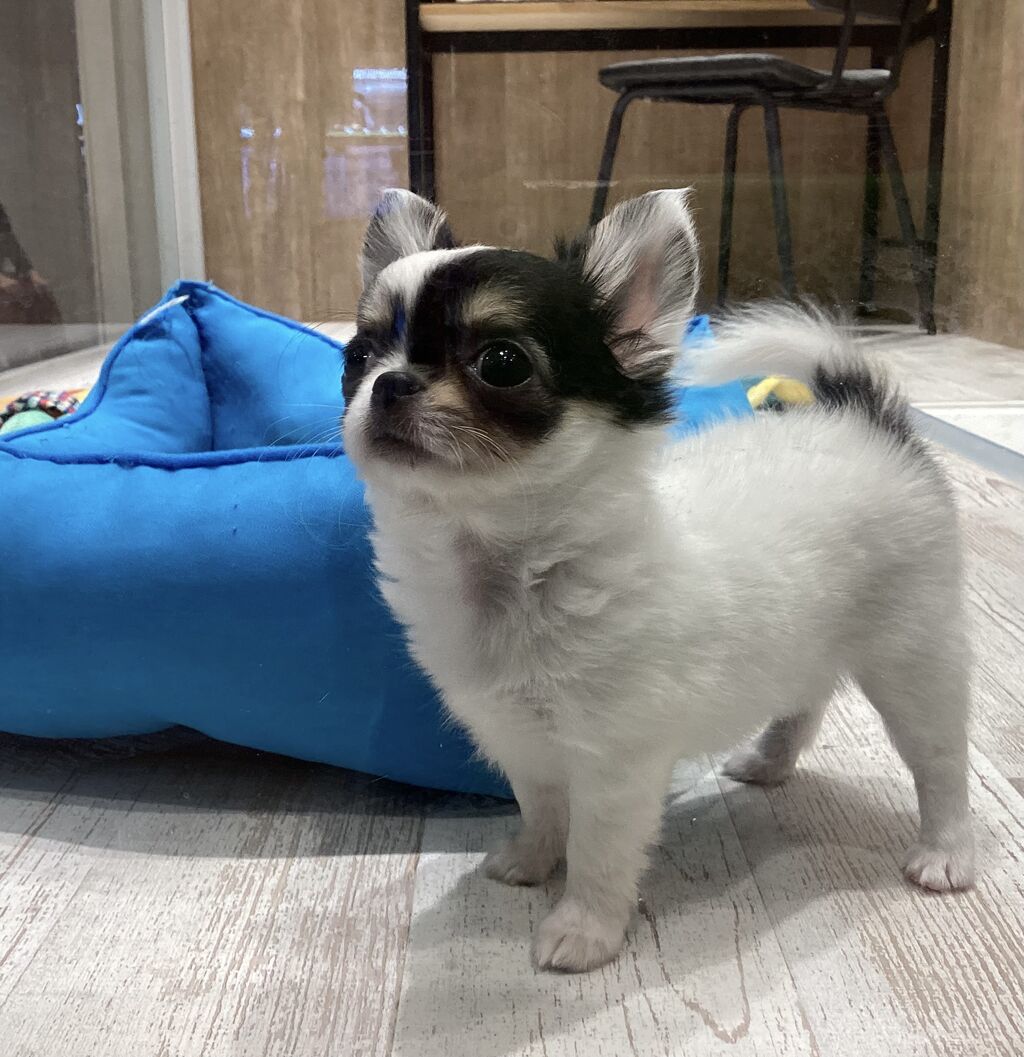 チワワちゃん🐶💖 : 大阪府 ペットショップワンラブ ららぽーと堺店スタッフブログ