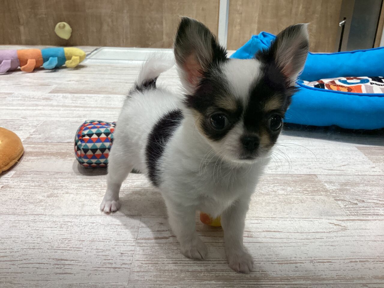 チワワちゃん🐶💖 : 大阪府 ペットショップワンラブ ららぽーと堺店スタッフブログ
