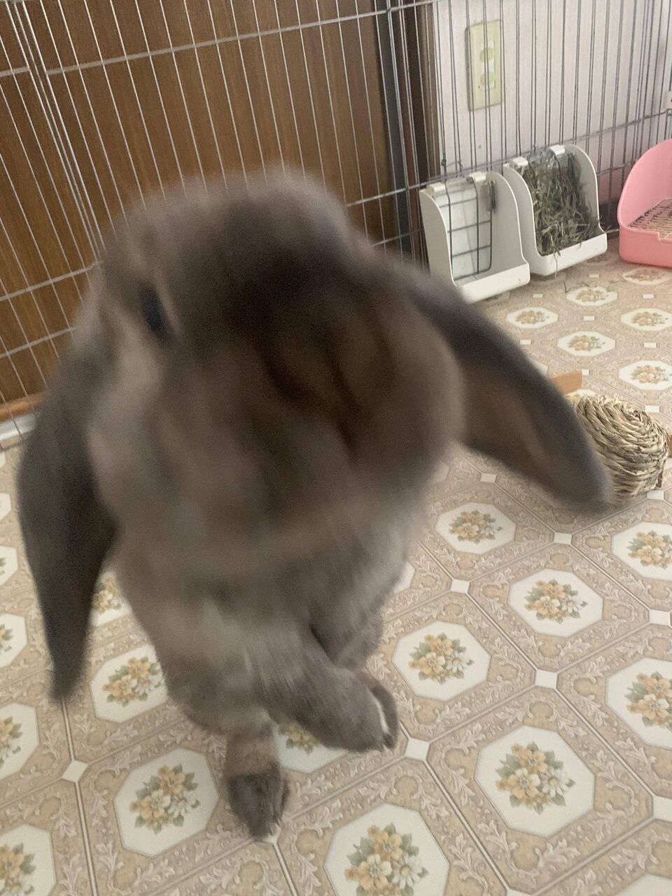 ワイ、保護犬を迎え入れる : おんじぇいスタジアム＠おんJまとめ