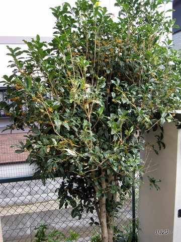 甘い香りが部屋中に…？ : 温泉大好き人間 ハルジー