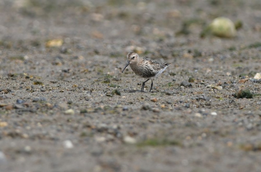 野鳥を追って : ハマシギ（浜鷸）