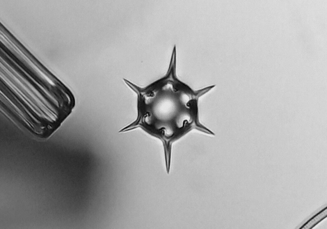 珪藻④ : まんま高級単眼顕微鏡のある生活