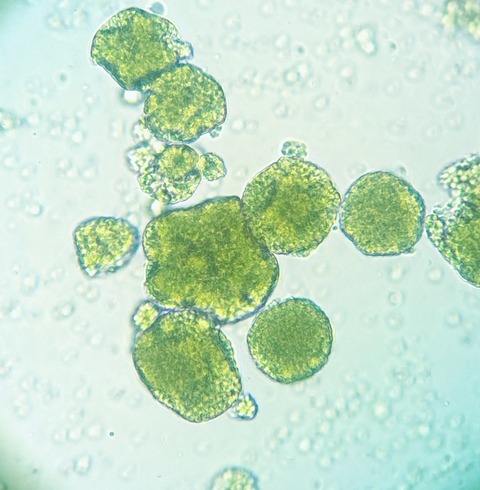 クロレラ : まんま高級単眼顕微鏡のある生活