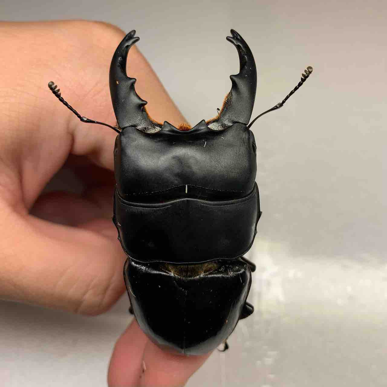 ユーリケファルスヒラタ(Dorcus eurycephalus WF1) 【飼育記】 : しろむらのカブクワ飼育記。