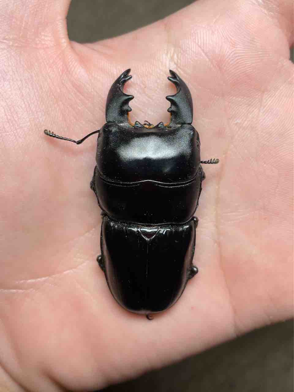 ユーリケファルスヒラタ(Dorcus eurycephalus WF1) 【飼育記】 : しろむらのカブクワ飼育記。