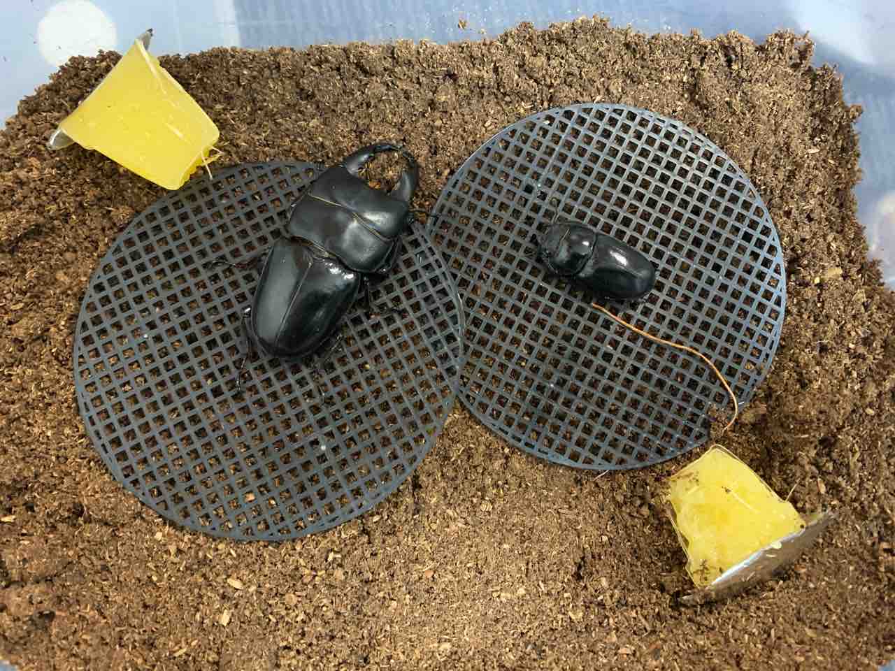 ユーリケファルスヒラタ(Dorcus eurycephalus WF1) 【飼育記】 : しろむらのカブクワ飼育記。