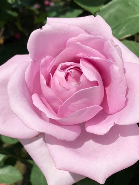 THE LIRACLE (バンド)