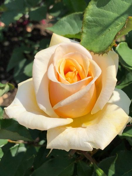 THE LIRACLE (バンド)