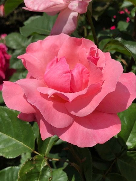 THE LIRACLE (バンド)