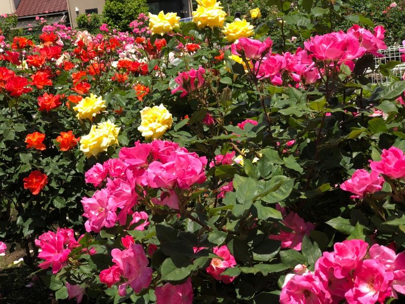 THE LIRACLE (バンド)