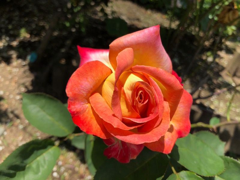 THE LIRACLE (バンド)