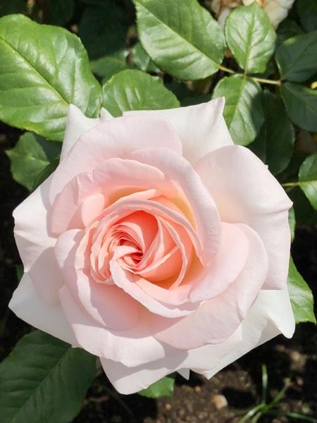 THE LIRACLE (バンド)