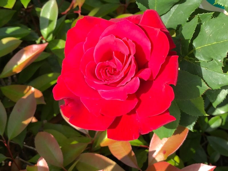 THE LIRACLE (バンド)