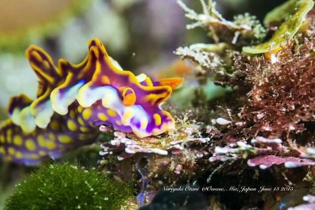 miramia : ダイブサイト シードリーム