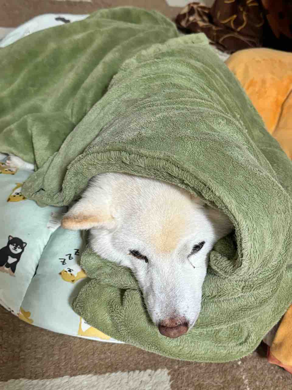 断捨離、っていうけれど : くまめくり～日々是自転車操業～