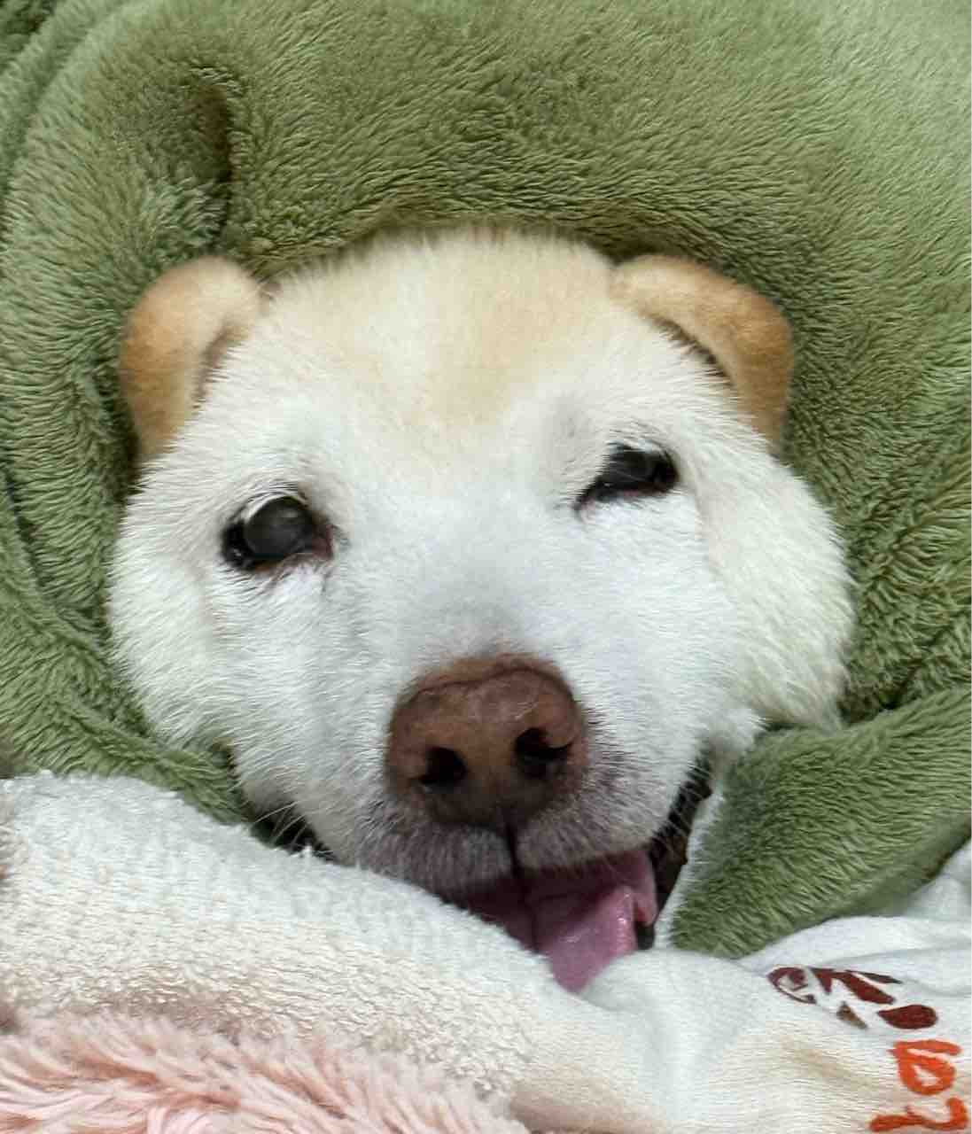 ひとつもない - くまめくり～日々是自転車操業～