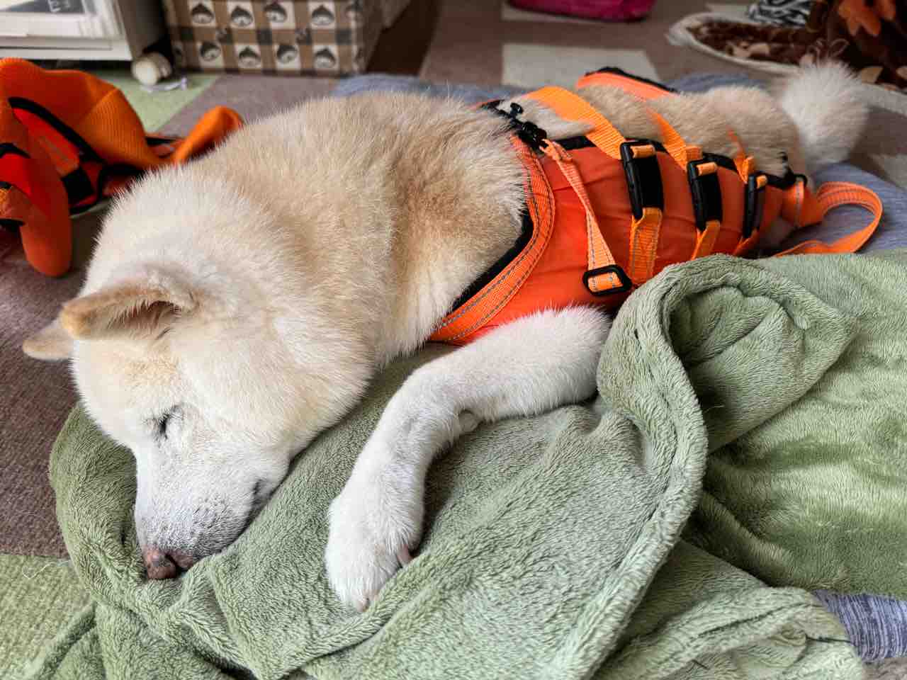 5月4日は兵庫県民会館 - くまめくり～日々是自転車操業～