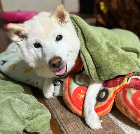 まだあった - くまめくり～日々是自転車操業～