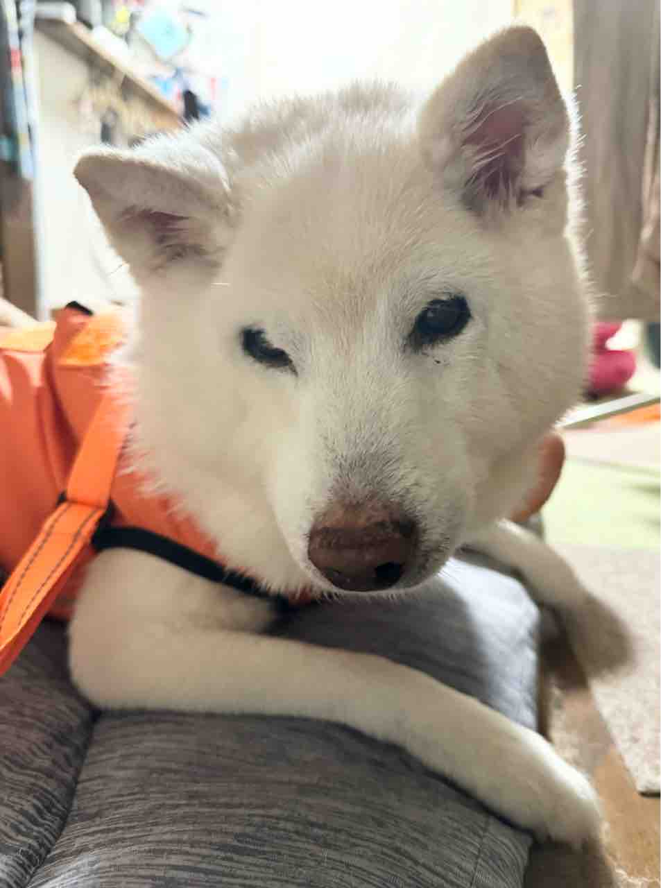 気になる文具 : くまめくり～日々是自転車操業～