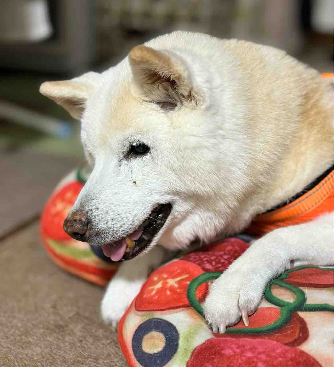 ご当地 - くまめくり～日々是自転車操業～
