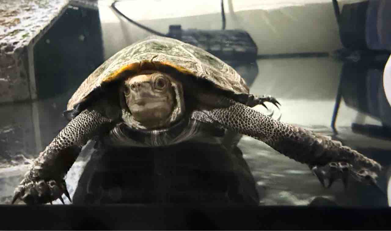 午後に伸びる - くまめくり～日々是自転車操業～