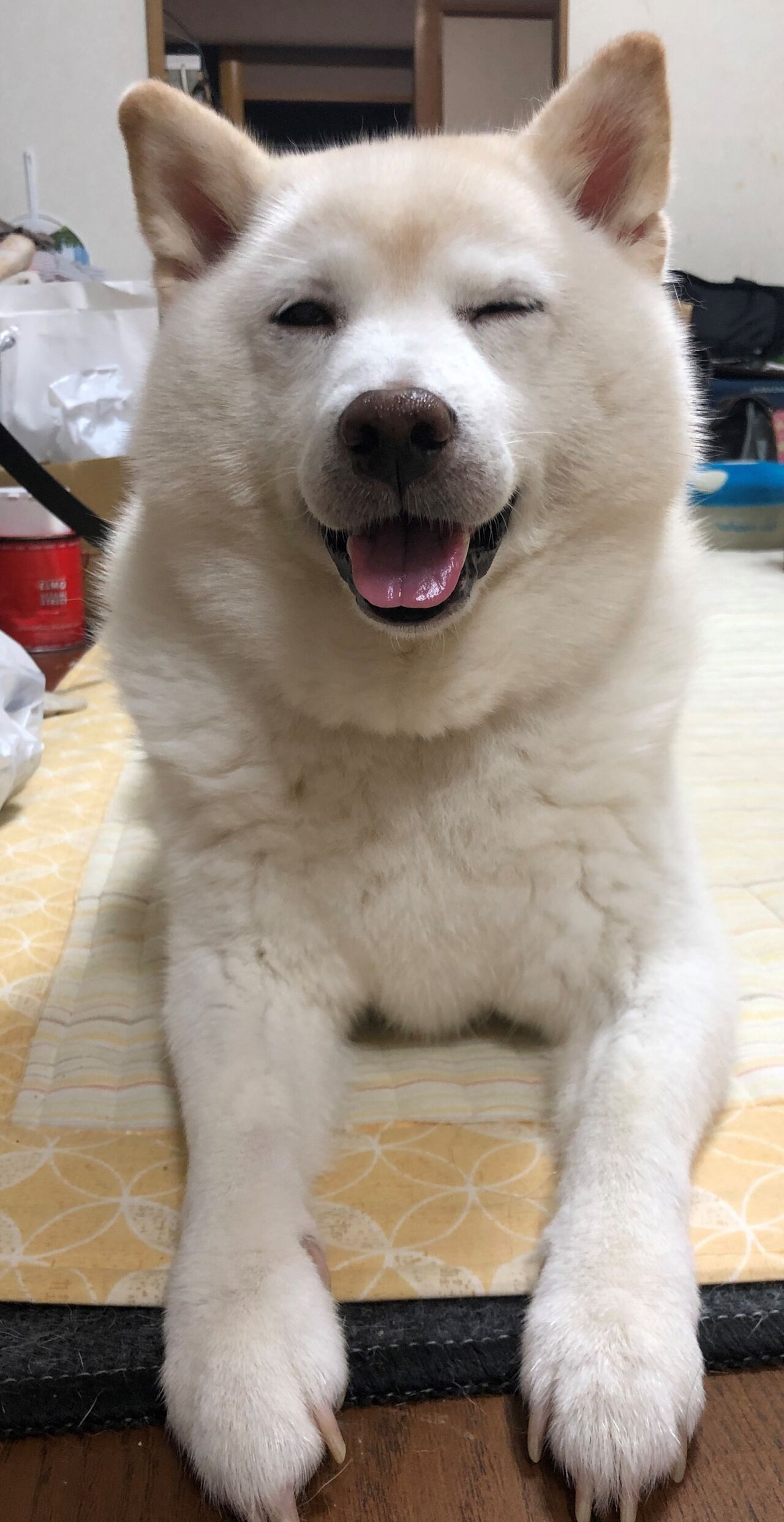 危機管理 : くまめくり～日々是自転車操業～